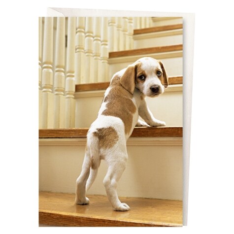 Sentimental Studios Puppy Get Well Card